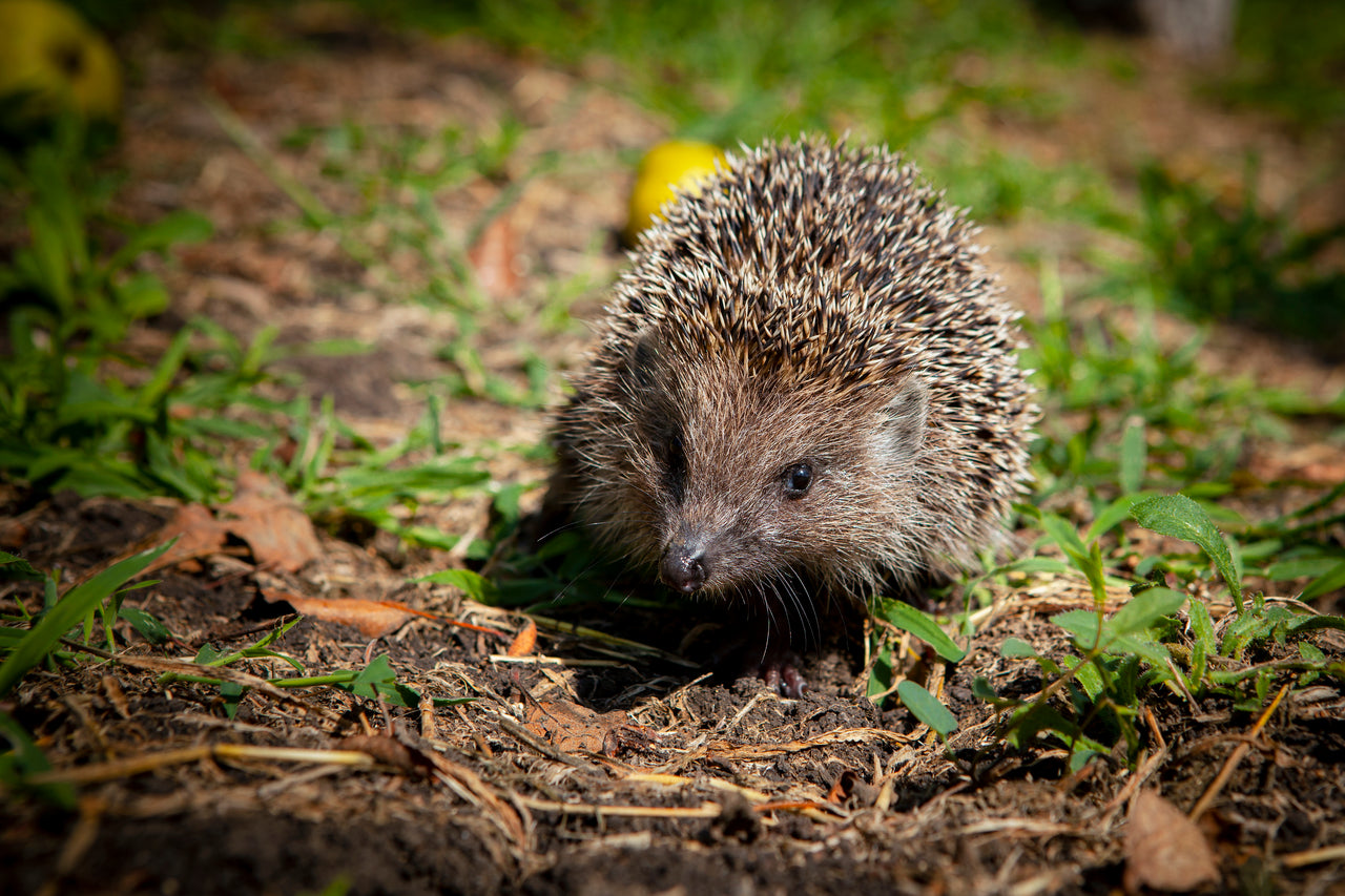 Magenta - Bat5 Bat Detector with Case and Guide – New Forest Bird Foods